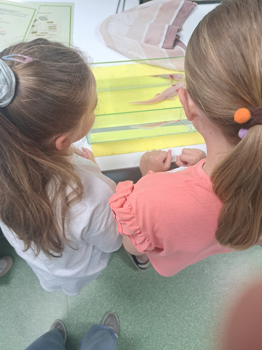 Vivarium trifft Grundschule 2026 - Modellschule Obersberg Bad Hersfeld